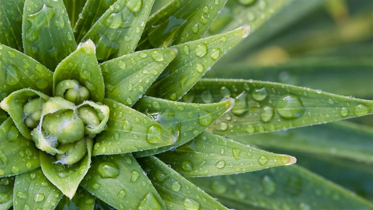 Patterns Within Patterns Pareidolia and Pop - Legal & Medical Services ...